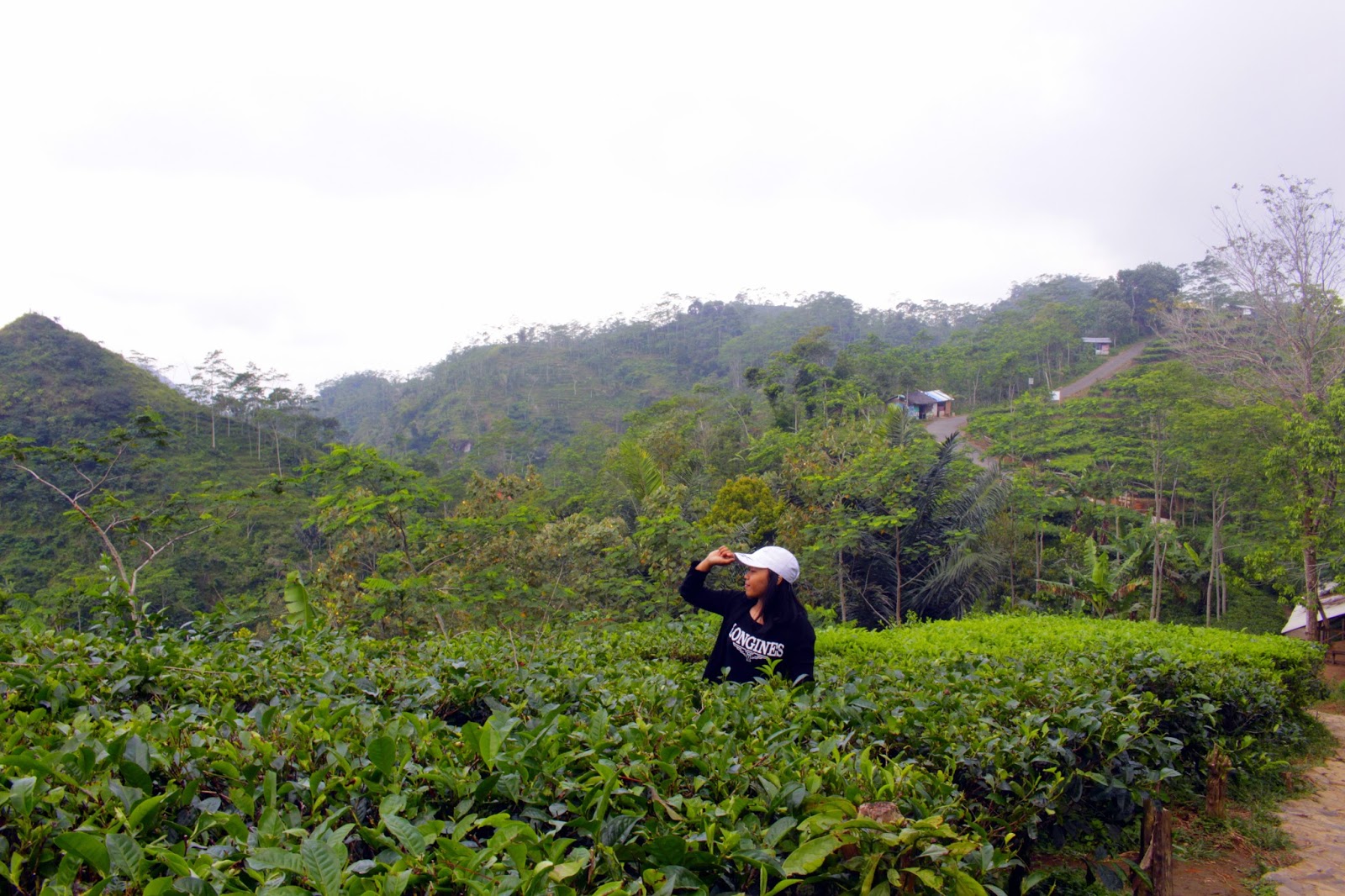 Foto Keindahan Wisata Bukit ISIS, Kebun Teh Nglinggo Samigaluh - WEB ...