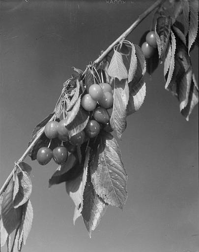 deep space daguerreotype: Roger Parry, 1905 - 1977