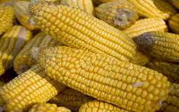 Pertanian Masa Kini: Jenis-Jenis Jagung