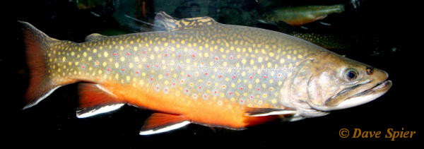 Adirondack Naturalist