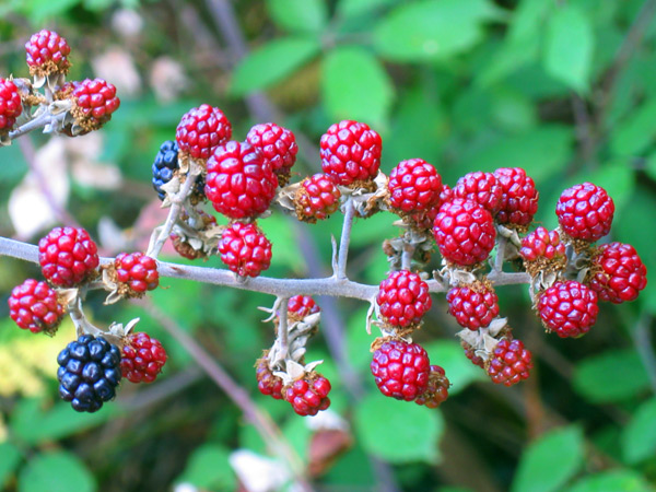 DIÁRIO COM A NATUREZA: 30 DE JUNHO - AMOREIRA - AMORA - FRUTA - FLOR ...