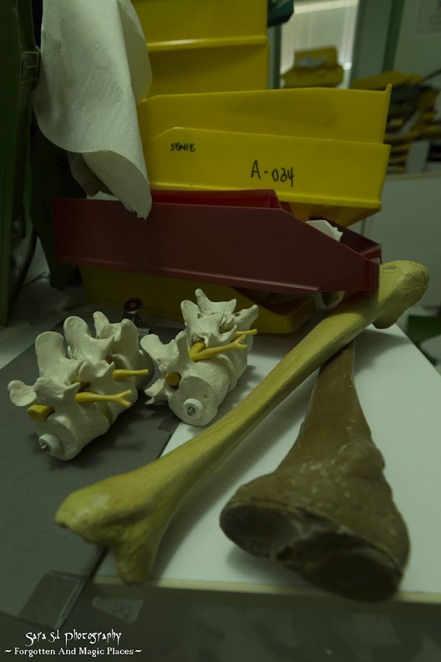 Forgotten And Magic Places: Skeleton Factory