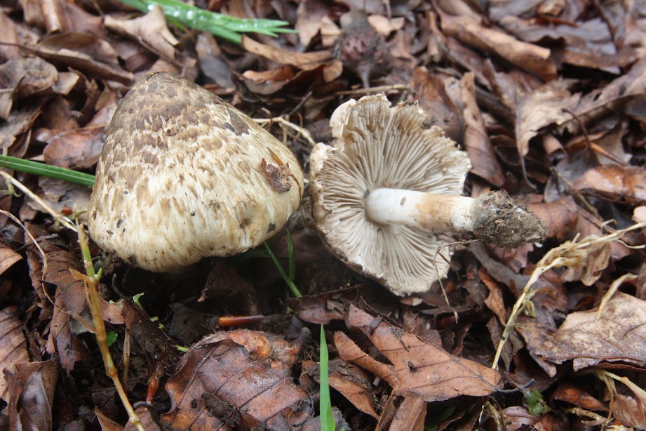 Guía de Setas y Hongos de Navarra.: Inocybe erinaceomorpha Stangl & J ...