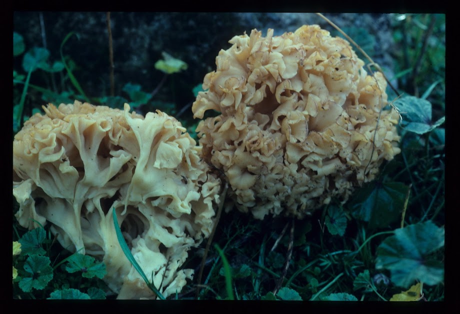 Guía de Setas y Hongos de Navarra.: Sparassis laminosa Fr.