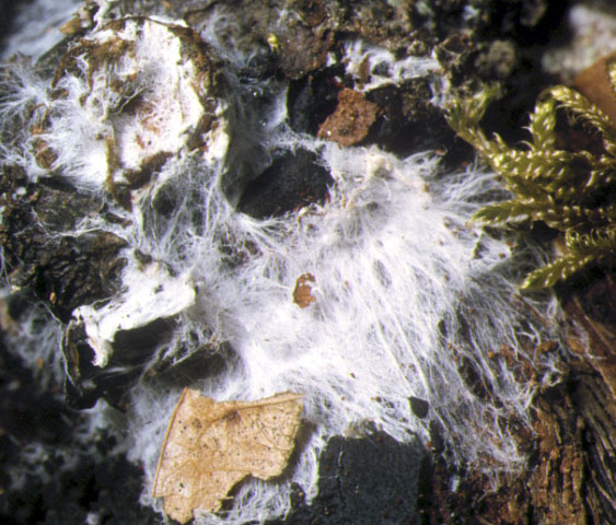 El mundo microscópico de los hongos: Basidiomicetos