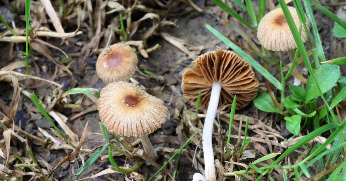 Guía de Setas y Hongos de Navarra.: Galerella plicatella (Peck) Singer