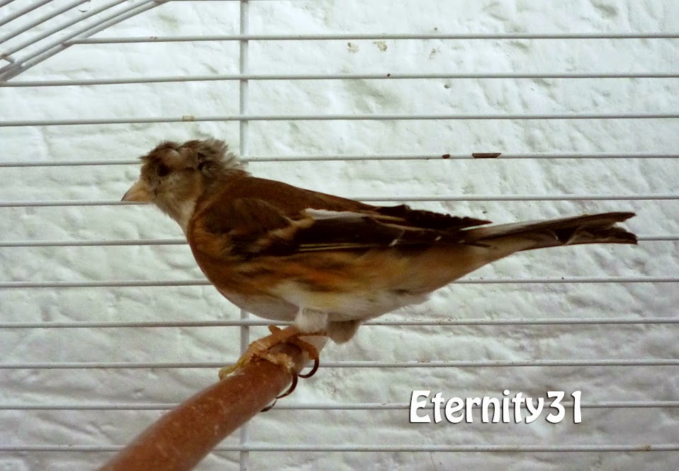 Art by Eternity31: Гибрид щегла и канарейки / Goldfinch canary hybrid