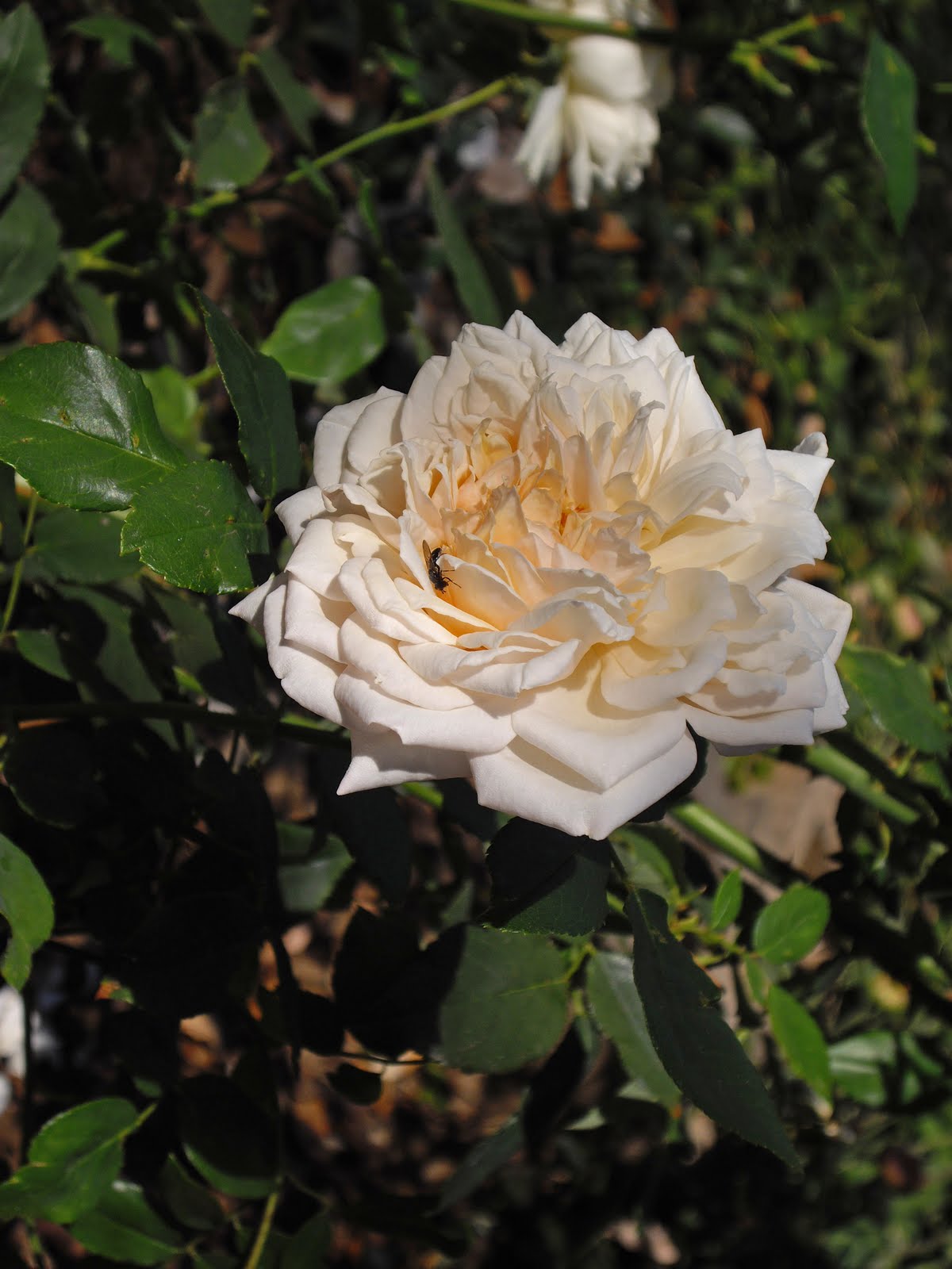 Rising Oaks: Forest Living: Fall Roses, 2009