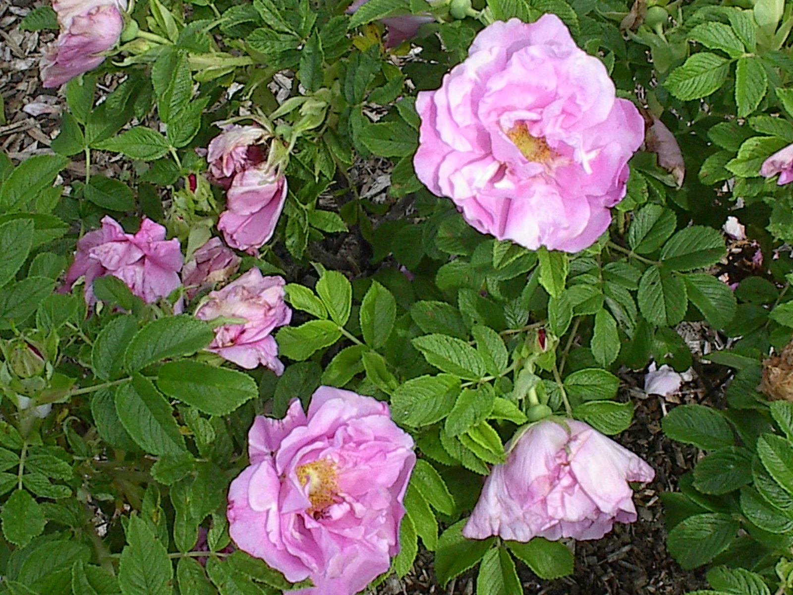 candytheartist: My June Roses