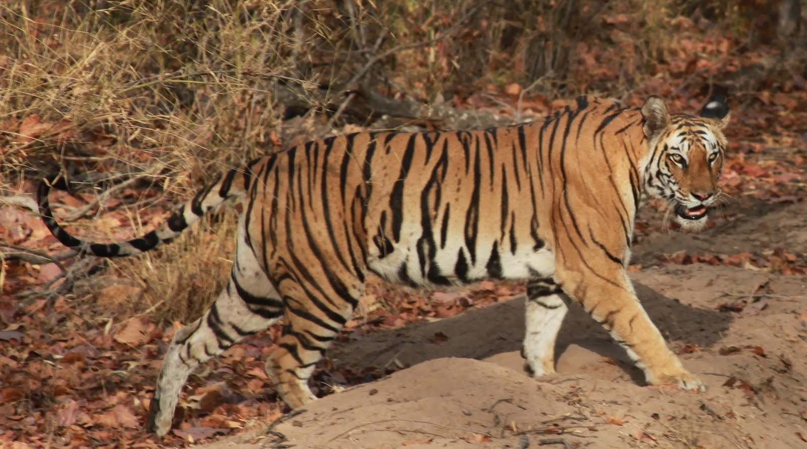 Sela: Foto natyrë e qetë