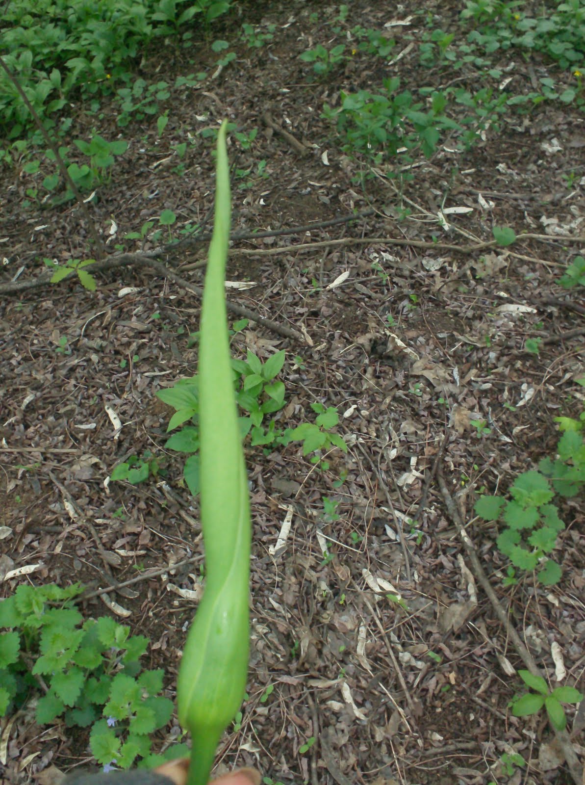 Multi stiu cum arati,putini stiu cine esti.: Rodul Pământului