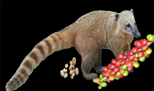 Conservemos nuestra Biodiversidad: PRIMICIA MUNDIAL: ACHUNI OTRO ...