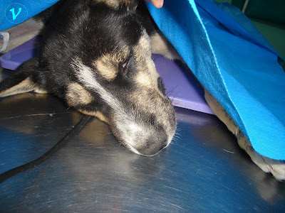 LA PEÑA DE VETERINARIA UNNE: CAUDECTOMIA