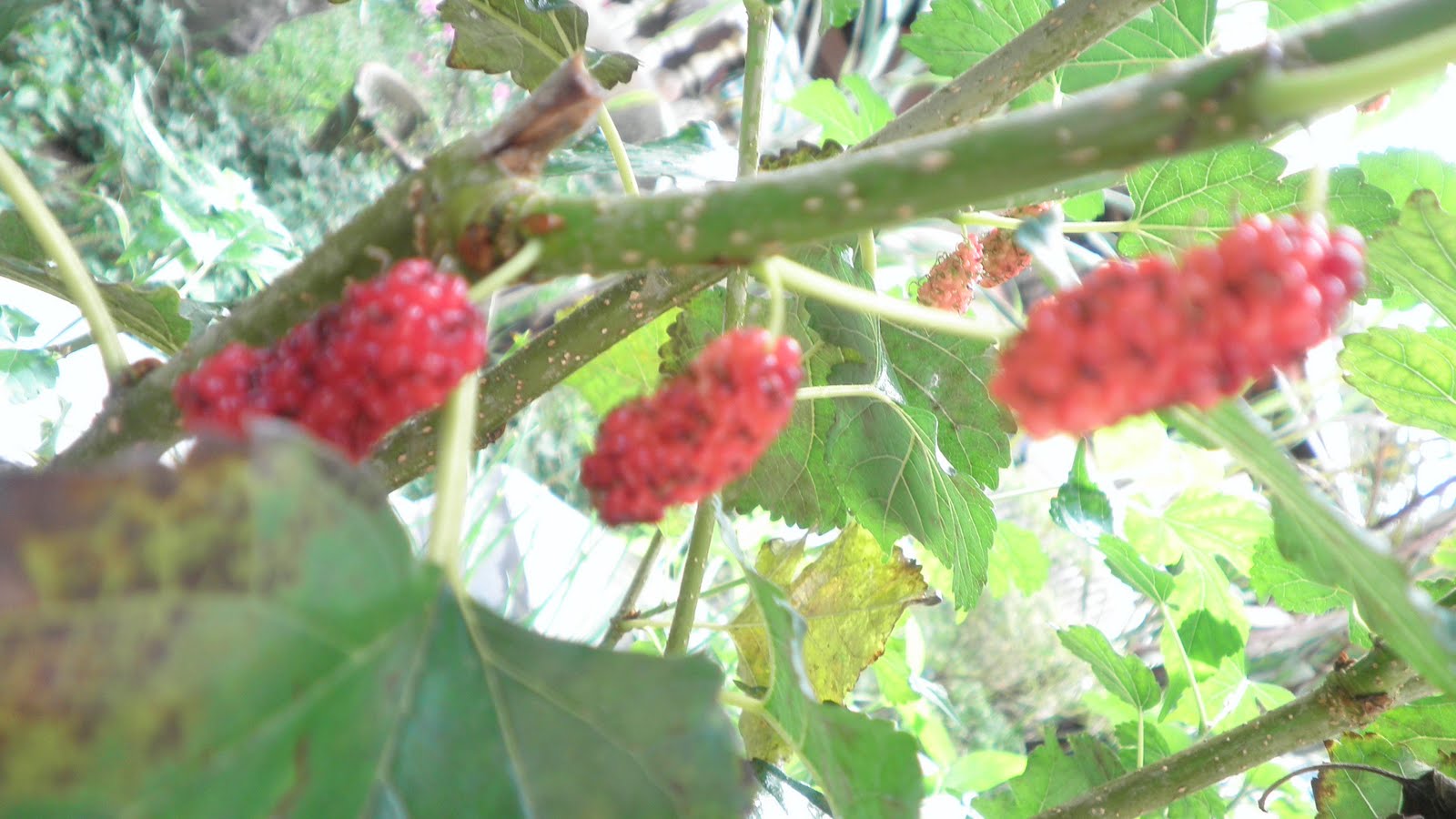 TROLAK SELATAN: RASBERRY
