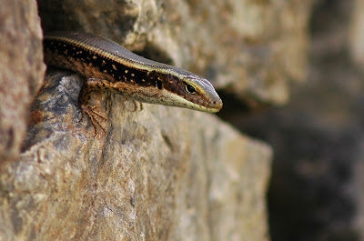 Bens Lens: Eastern Water Skink