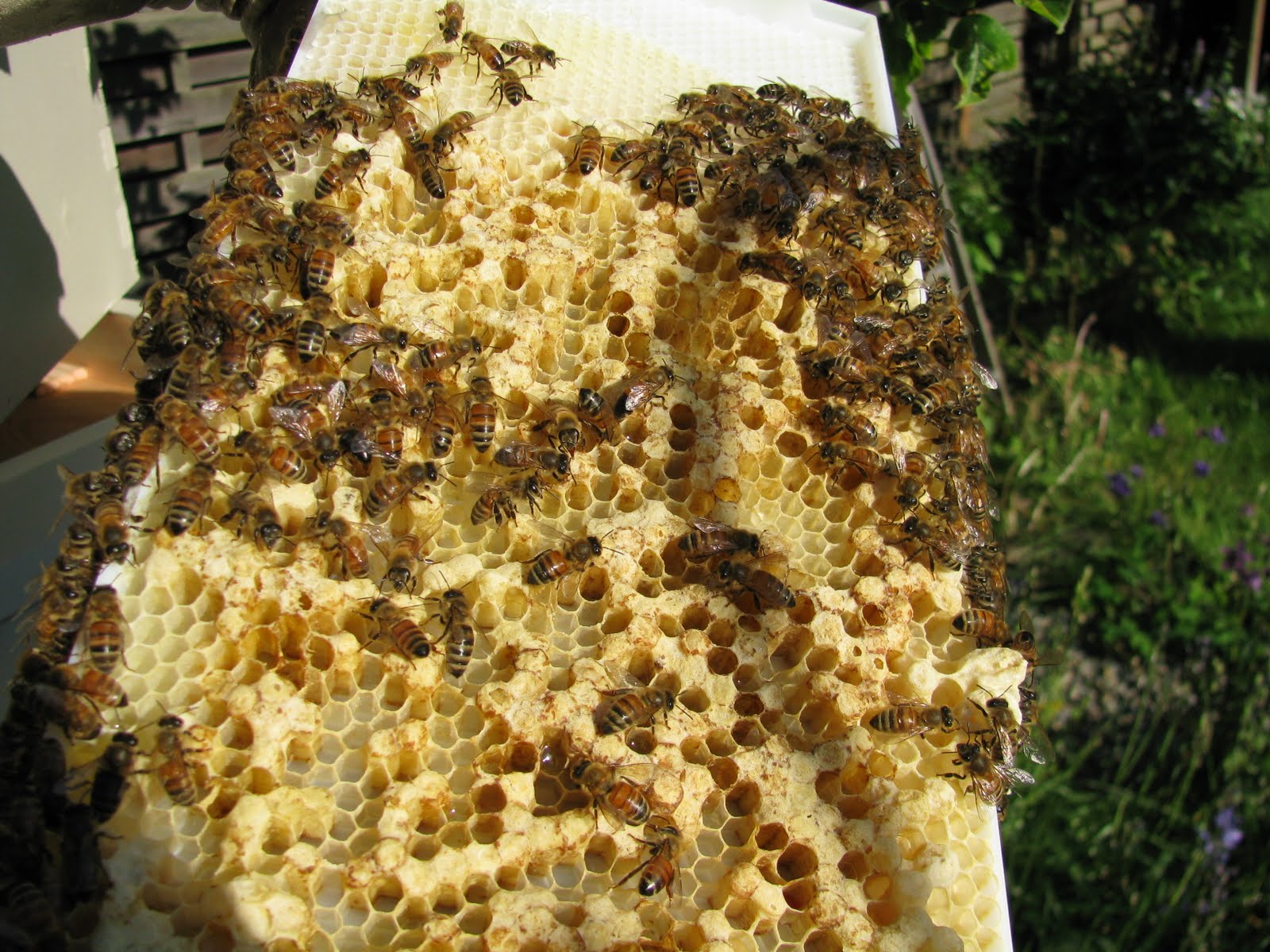 Seattle Urban Honey: Bee Log 36: May 11, 2010