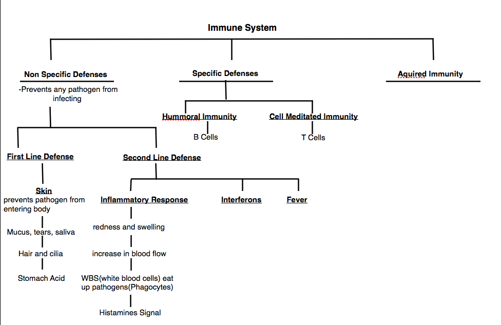 Mrs. Stein's 3rd Period STS Biology: Immune System!