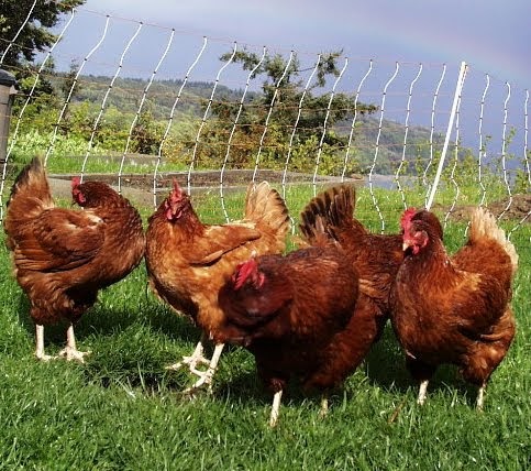 Our Life - The Peterson's: Our chickens