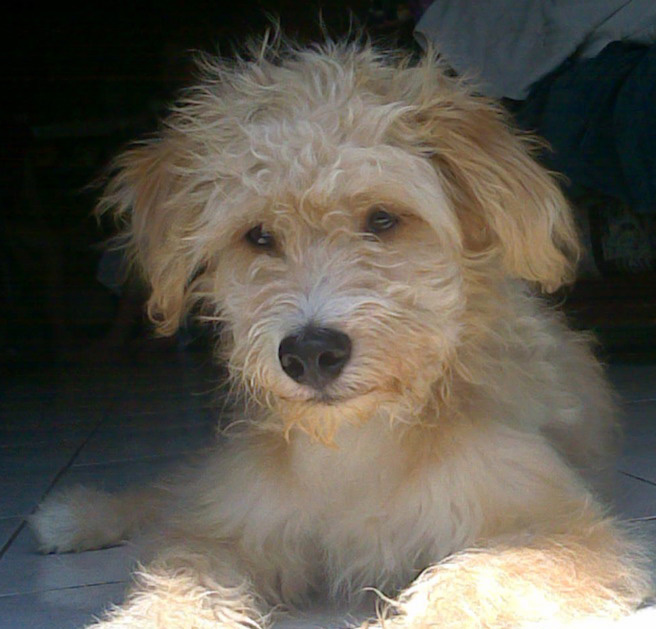 Perros french poodle cafe - Imagui