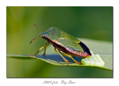 Foto's: Groene stinkwants