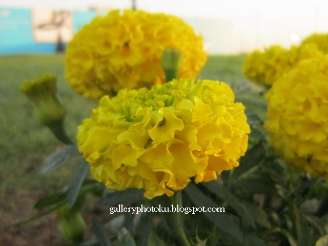 gallery photoku: Bunga Tahi Ayam/Bunga Tahi Kotok