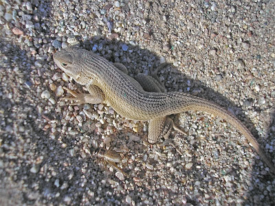 Pumpkin Patch Ranch: Lizards & Things