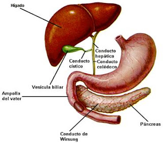 Saberlo todo: DIABETES: ANATOMIA DEL PÁNCREAS