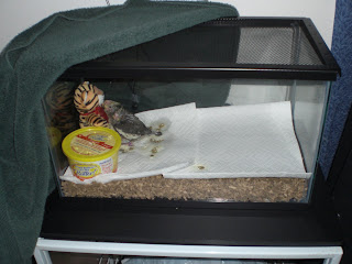 Hatchling Happenings: Brooding