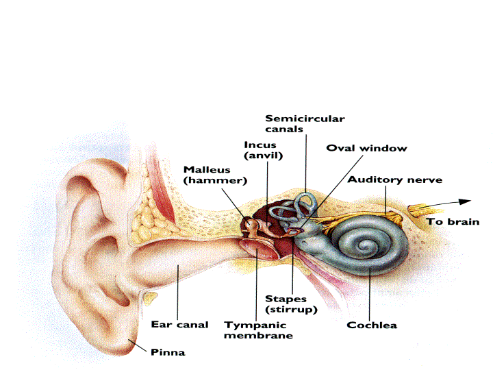 Crooked Bones: Psychology -Unit 5- Chapter 5 + 6