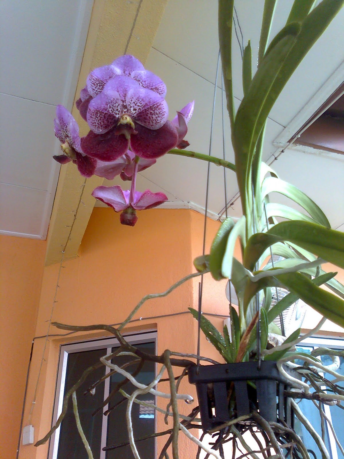 P.E Da Legend: Pokok Orkid Berbunga 1