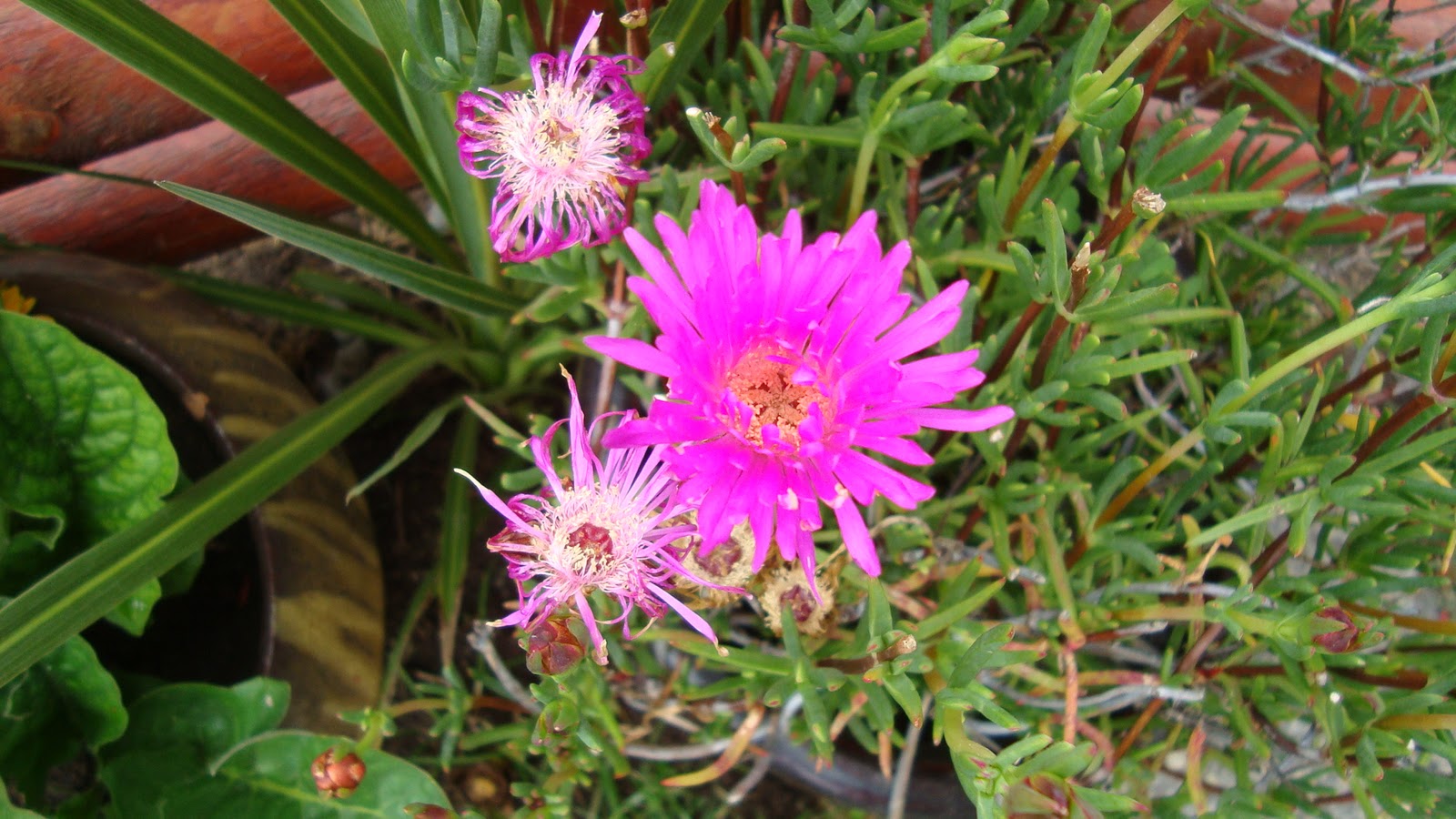 Javi`s Garden: -.Rayito de Sol.-