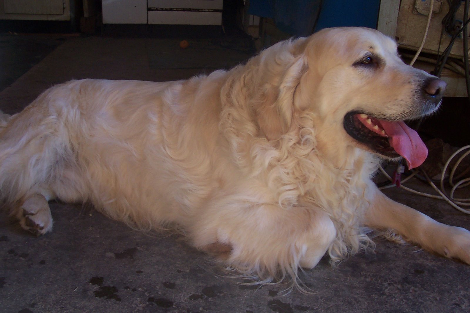 Cachorros de ....: -MACHO GOLDEN RETRIEVER-
