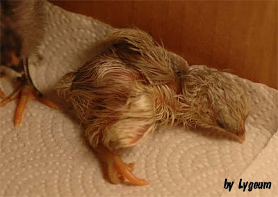 Imágenes de pollito triste - Imagui