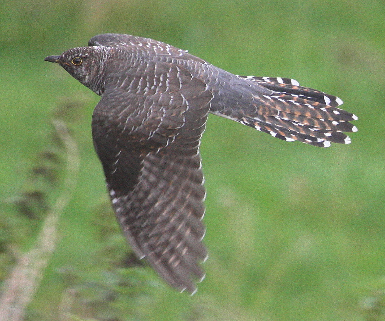 Birding with Flowers: Next Term's Wildlife 4: Cuckoo