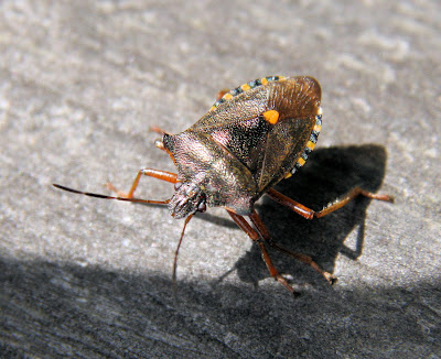 Birding with Flowers: YWT Reserve Fen Bog - Insects Galore