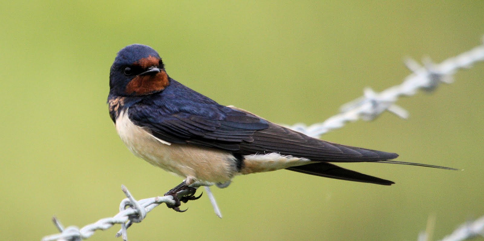 Birding with Flowers: 2 Swallows Don't Make a Summer Either!