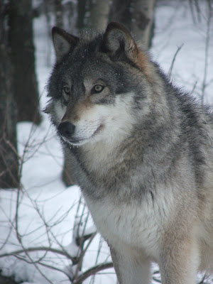 Flyover Country: Wolves: Defining the undefinable