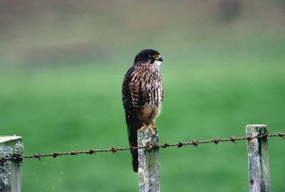 Flyover Country: New Zealand raptors