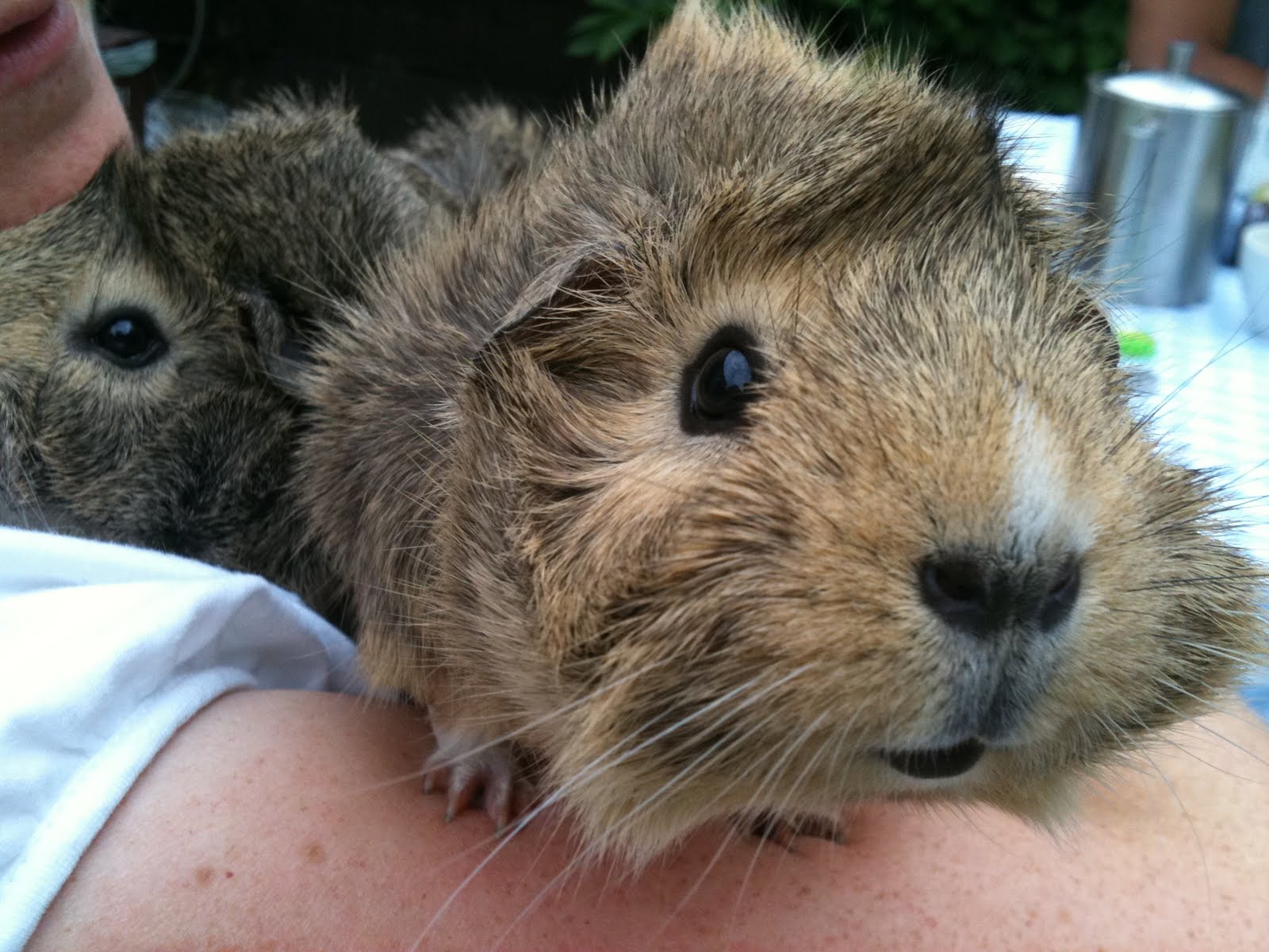 Gardens: Watch out for evil Guinea Pigs!