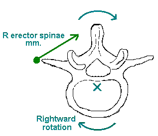 The thigh bone is connected to the...: Rotational action of deep back ...