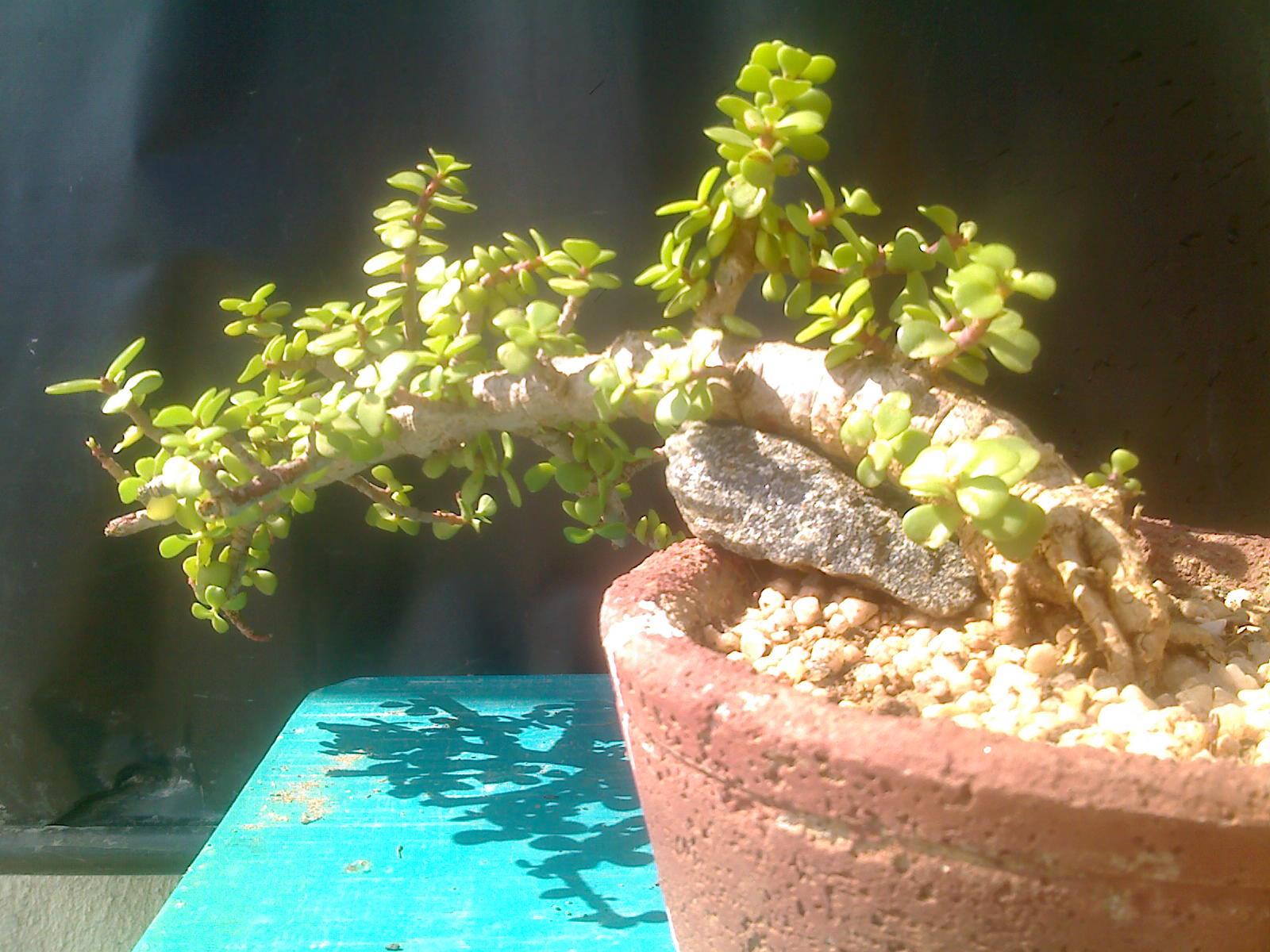 Indian Bonsai: The mame Jade and Pomgranate bonsai's