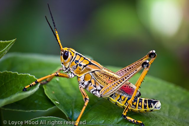 Photo of the Day: Southeastern Lubber Grasshopper