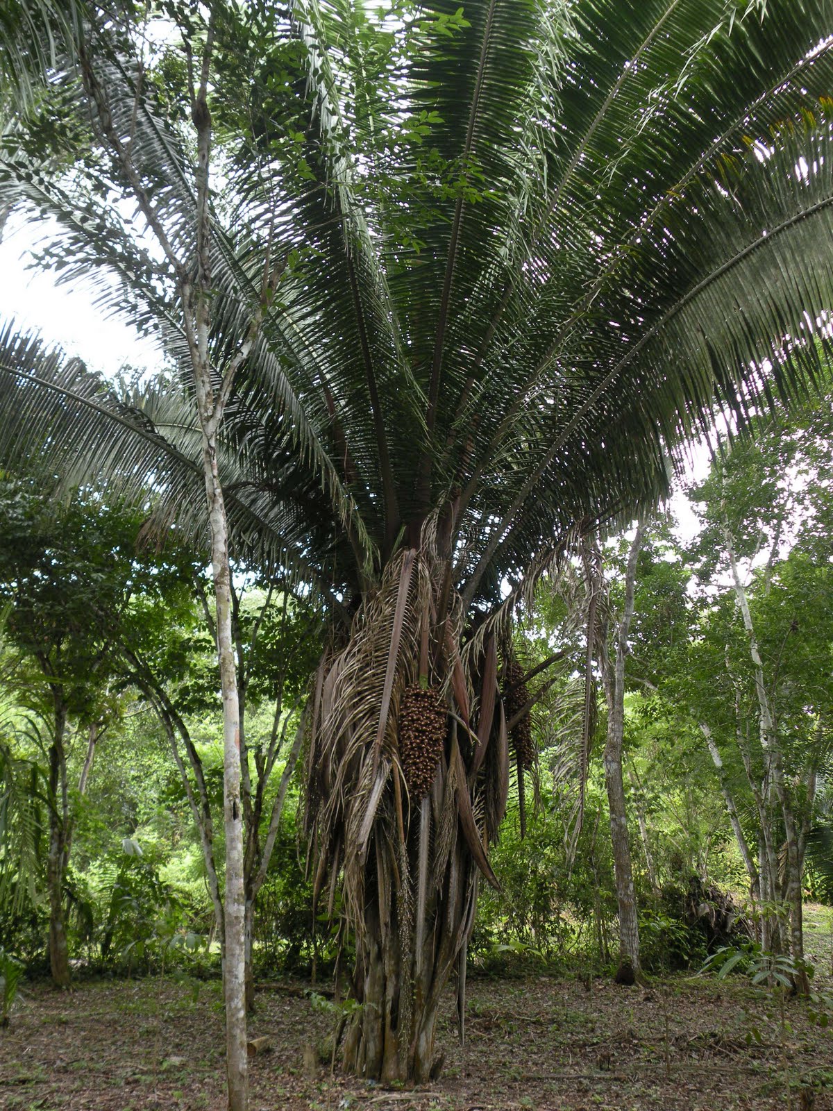 Dreamer Farm Belize: Cohune - The survival tree