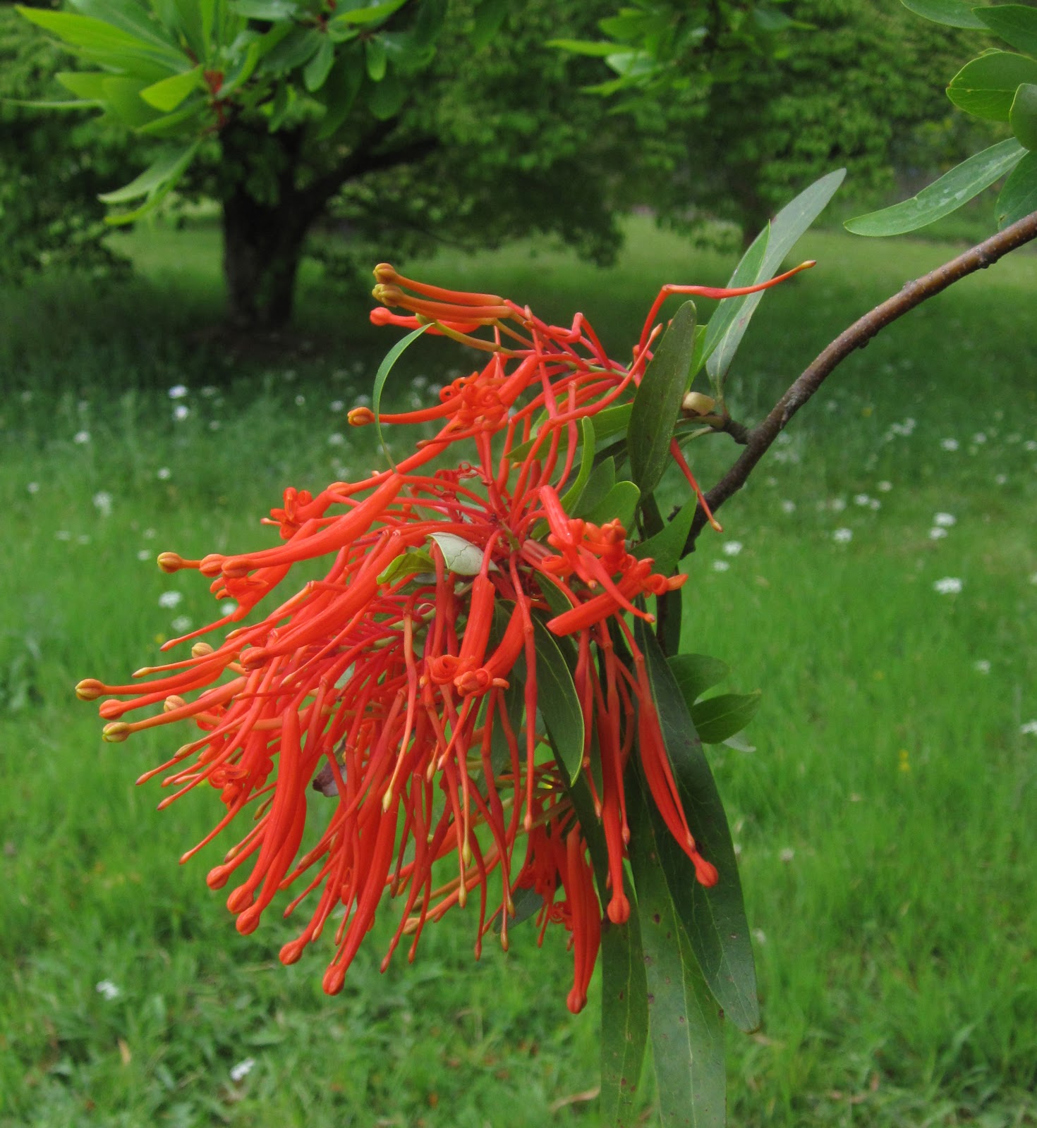 GroovyGarden: Embothrium coccineum