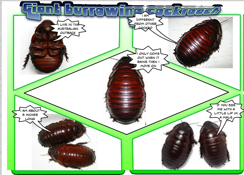 Casey: The Giant Burrowing cockroach