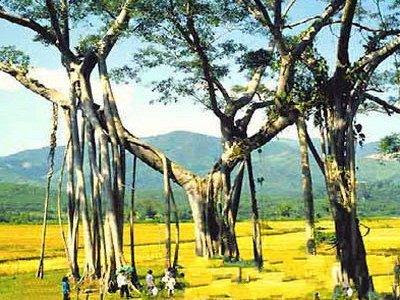 ChinaTravelling: China's top 10 best forest Xishuangbanna tropical ...