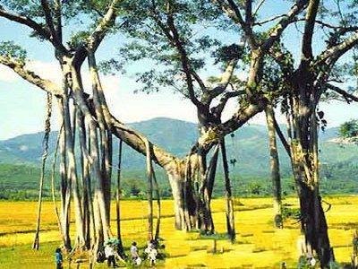 ChinaTravelling: China's top 10 best forest Xishuangbanna tropical ...