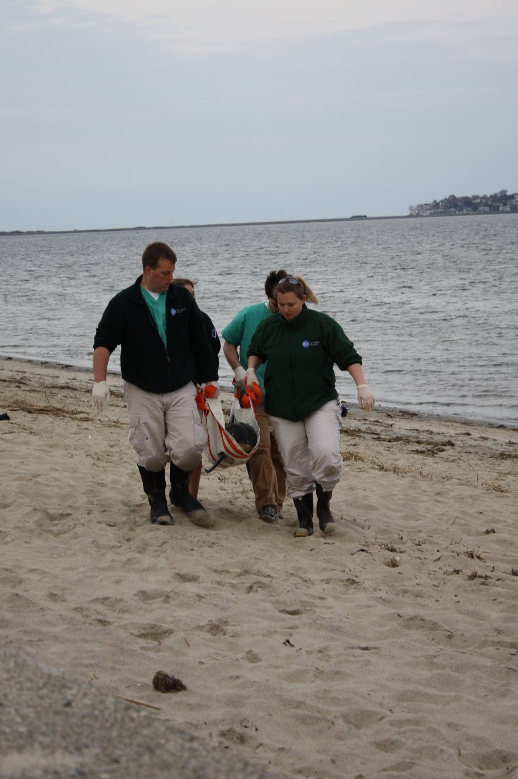 Marine Animal Rescue Team Blog