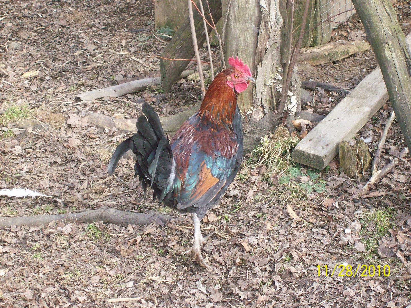 sleepyhollowgamefarm: These two birds are a cross the father is colonel ...