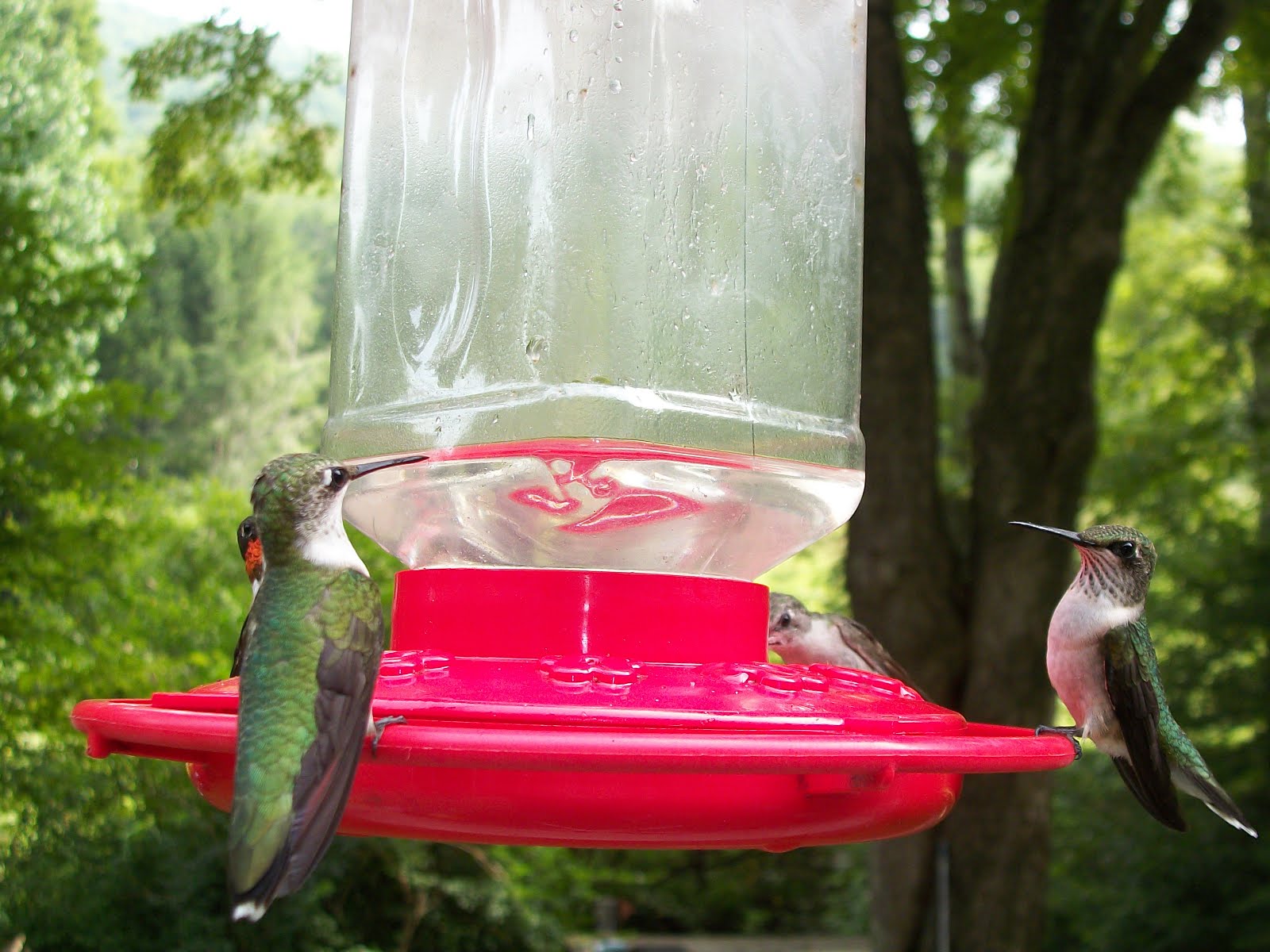 Hummingbird Habitat: Vibrant Hummingbirds